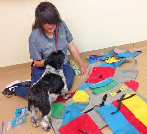 Fun Dog Boarding Activities Your Dog Will Enjoy | Wag Resort